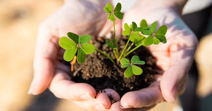 Bộ sưu tập 101 hình ảnh cỏ bốn lá tuyệt đẹp mang đến may mắn